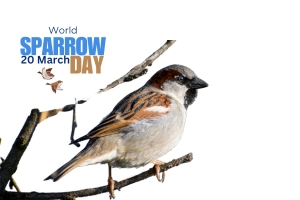 World Sparrow Day : Celebrate & Protect Our Beloved Birds